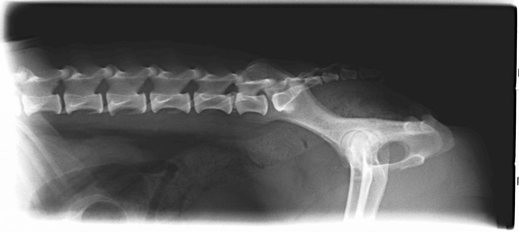 Chiropractic Manipulation for Animals